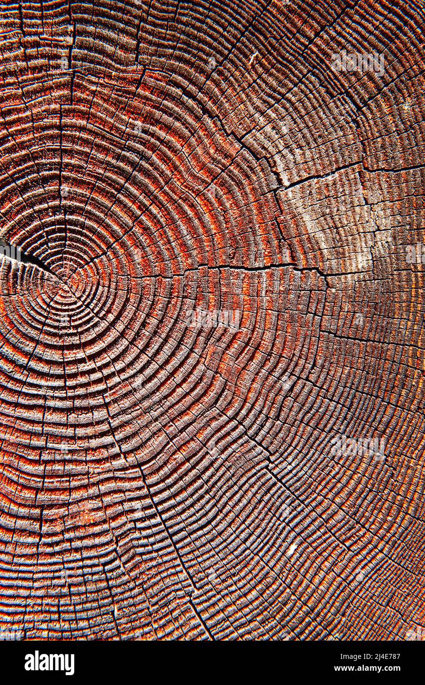 Timber wood wooden circle hi-res stock photography and images - Alamy