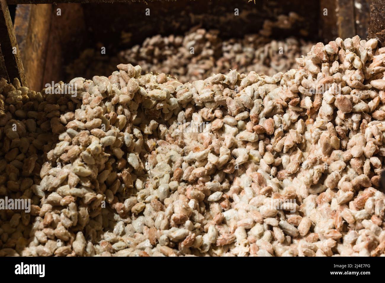 Fermenting cocoa seeds, an ecological method of making cocoa Stock ...