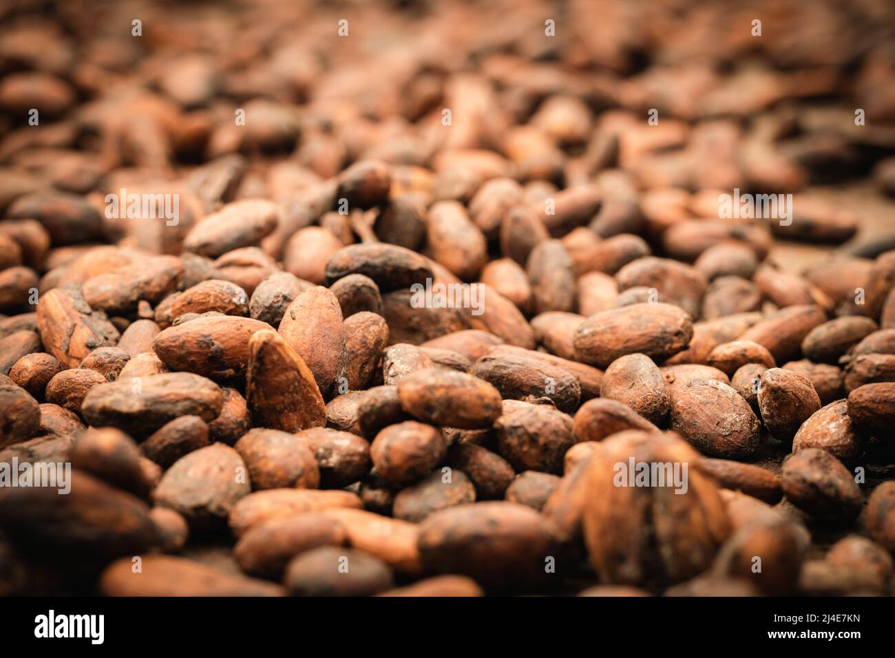 Drying cocoa seeds, Ecological, natural method of obtaining cocoa Stock ...