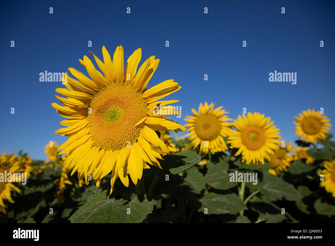 Sunflowers in the Central Valley of California Stock Photo - Alamy