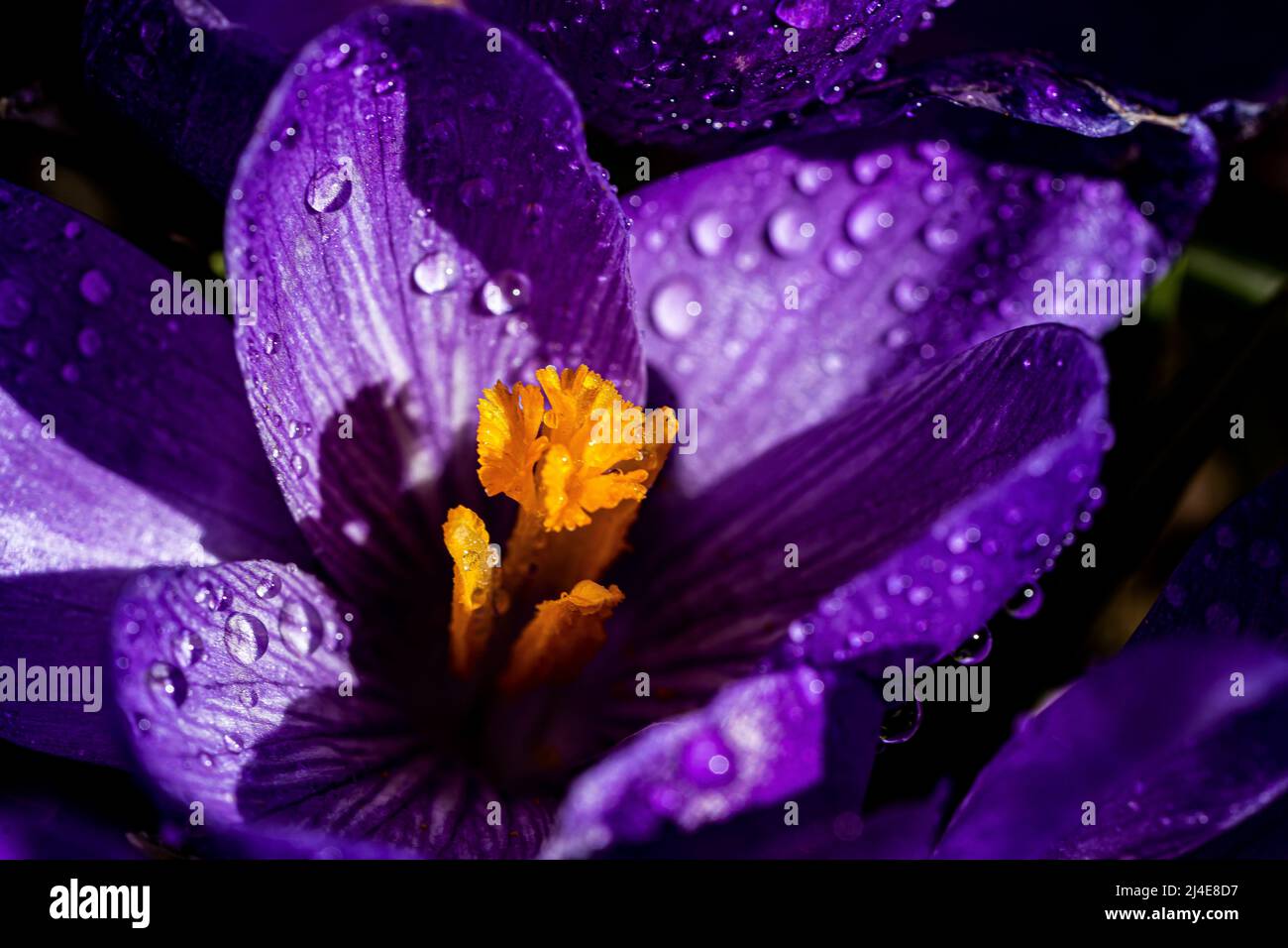 Spring flower- CROCUS Stock Photo - Alamy