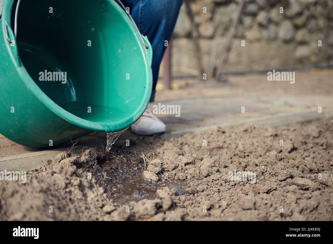 Cropped view of a gardener watering a loosened soil from bucket in the ...