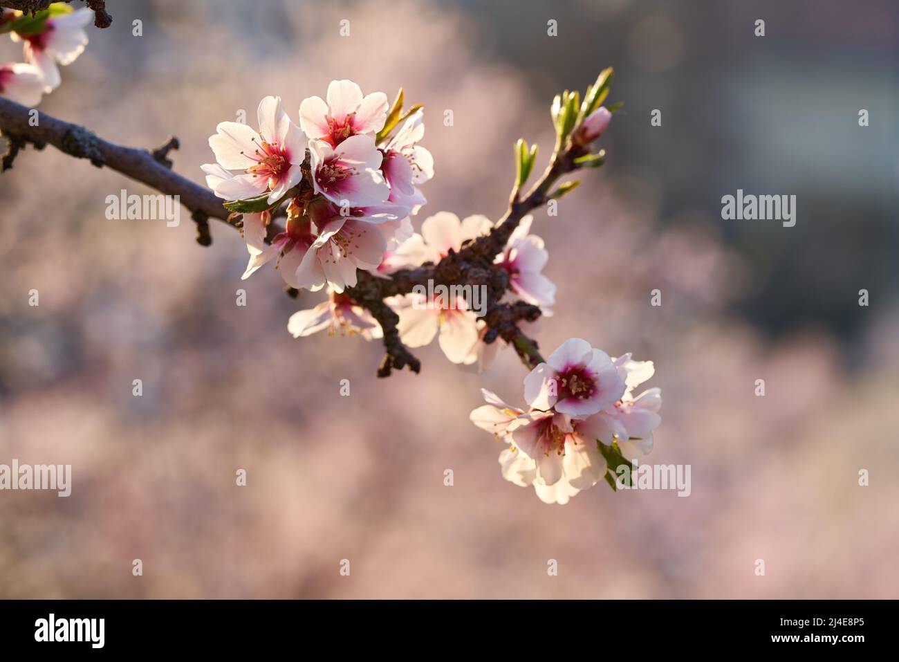 Pink almond tree blossoms in spring, close up Stock Photo - Alamy