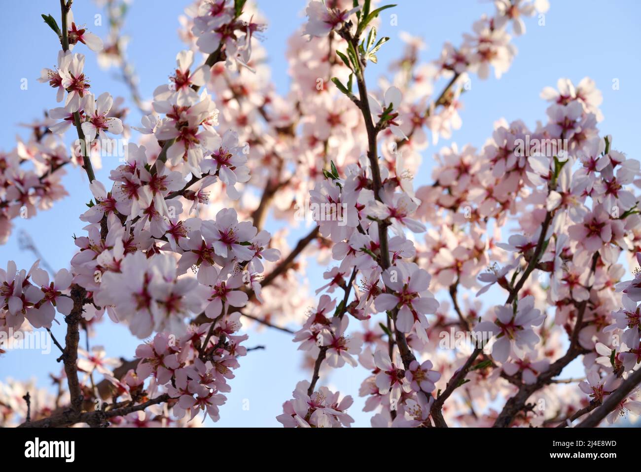 Pink almond tree branches in spring sunlight Stock Photo - Alamy