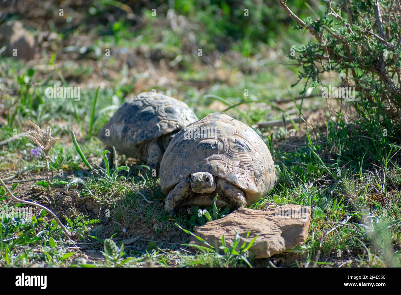 Male and Female Greek Tortoise (Testudo graeca) during mating season ...