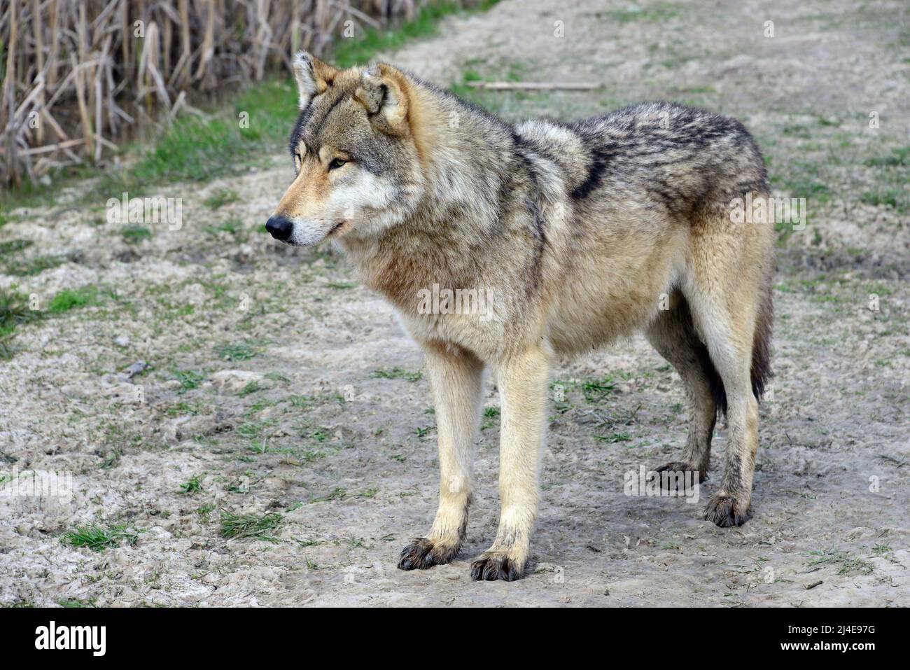 gray wolf or grey wolf, wolf, farkas, Canis lupus Stock Photo - Alamy