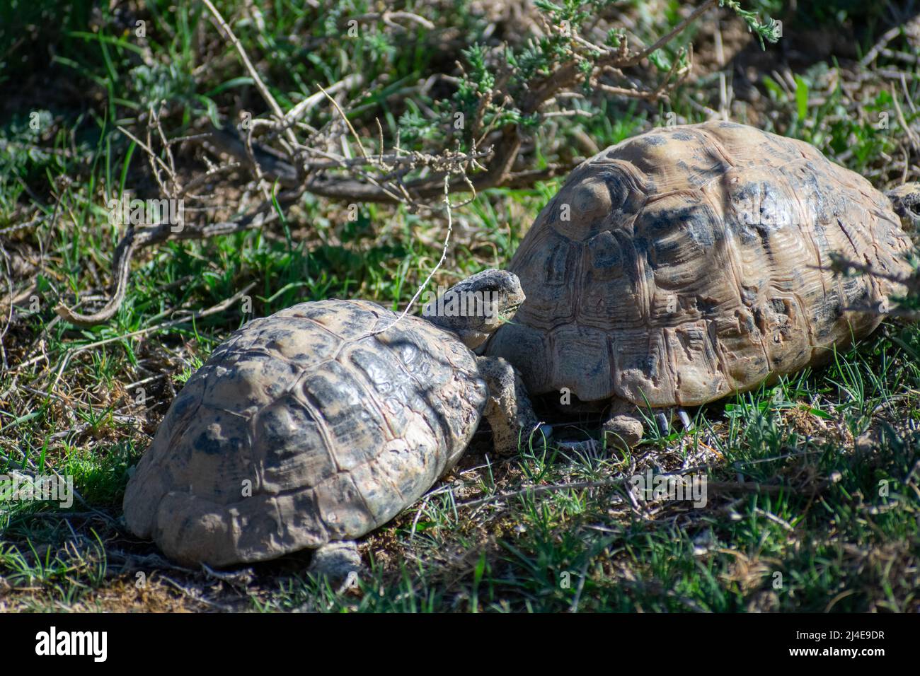 Male and Female Greek Tortoise (Testudo graeca) during mating season ...