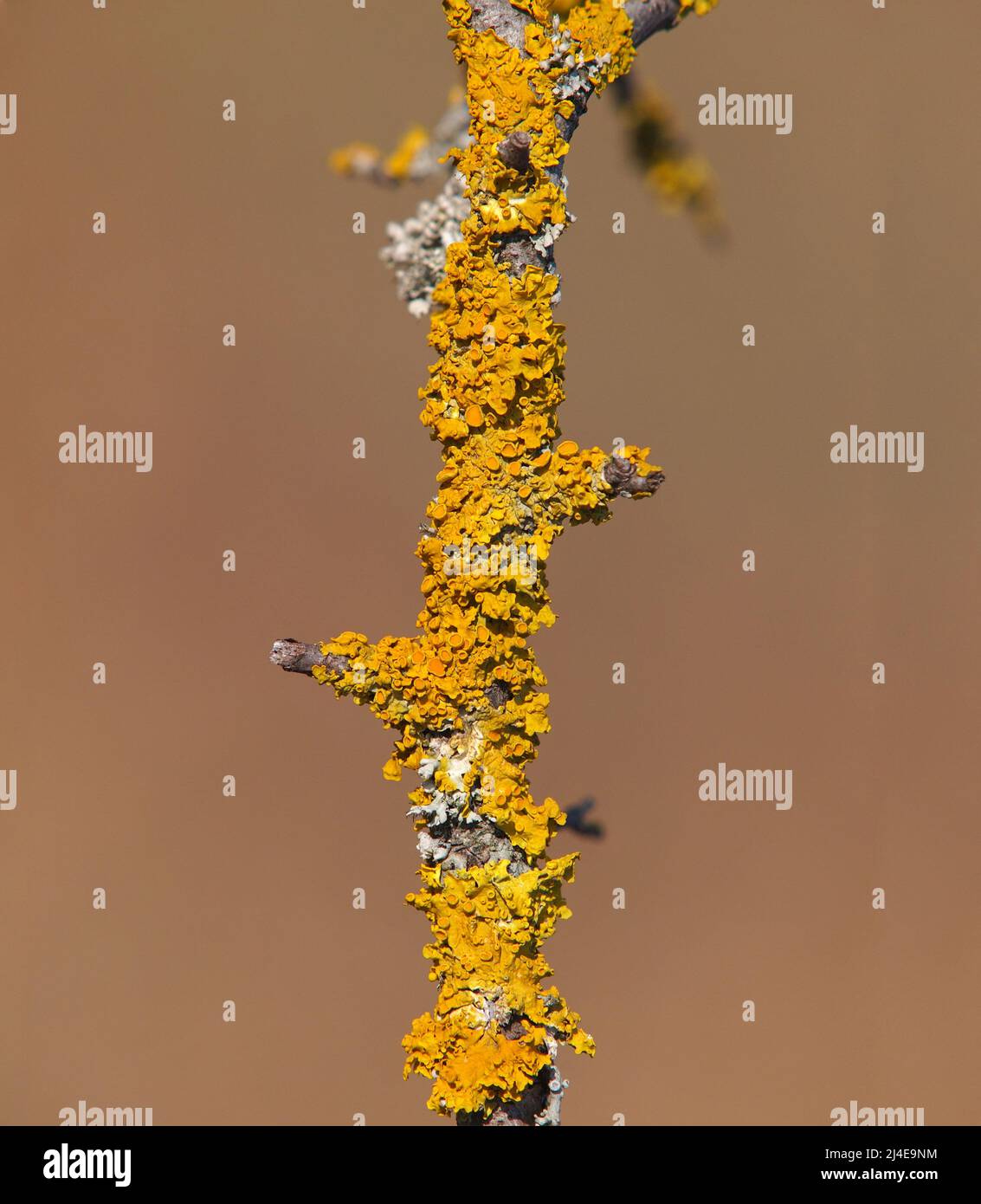 Yellow orange lichen, Xanthoria parietina, growing on tree bark Stock ...