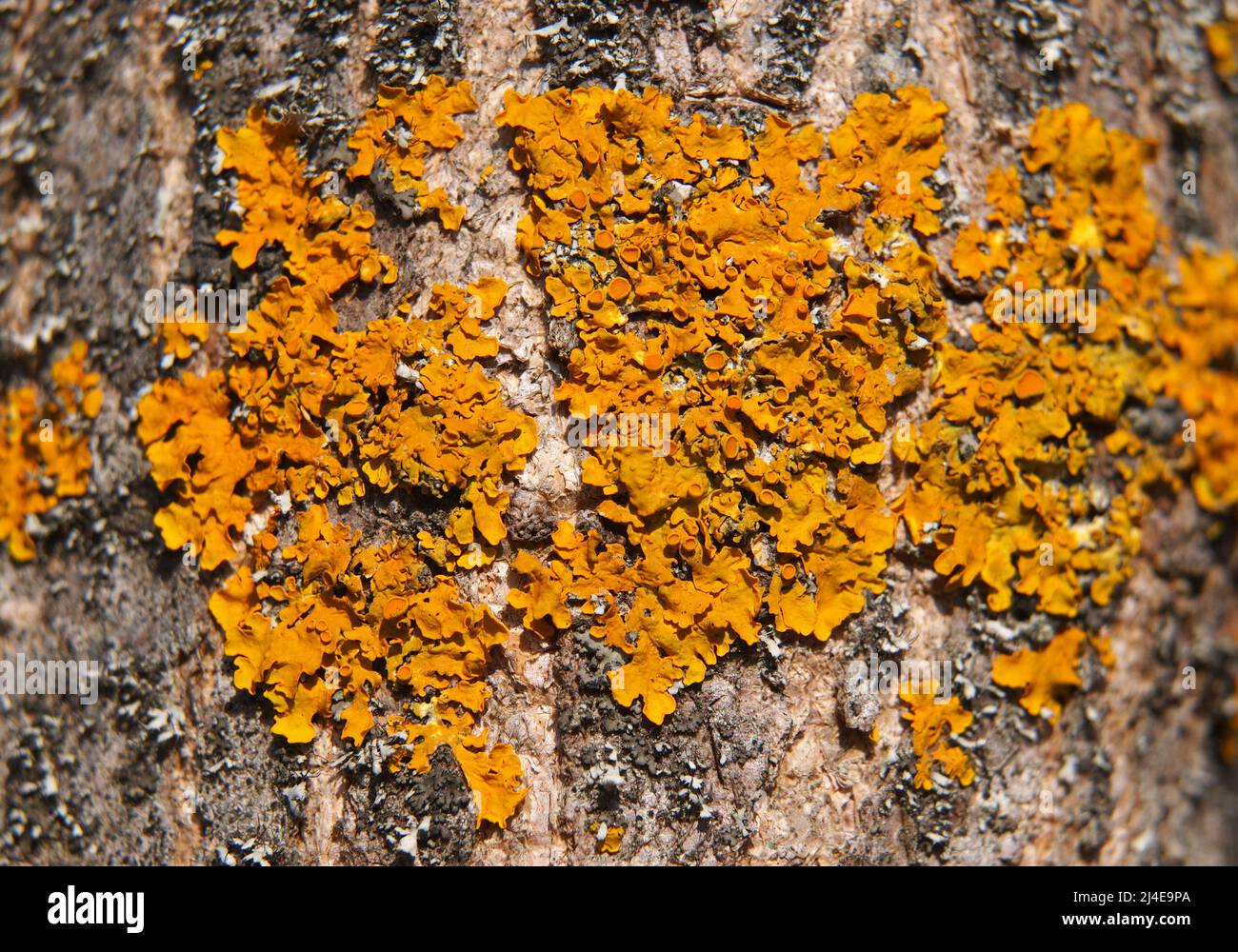 Yellow orange lichen, Xanthoria parietina, growing on tree bark Stock ...