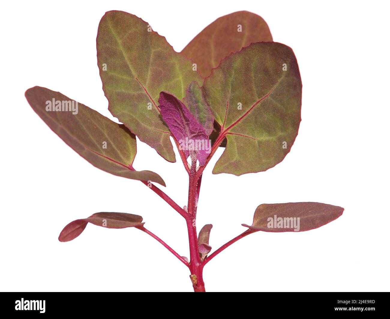 Young plant of garden orache, red orach, or mountain spinach, isolated ...