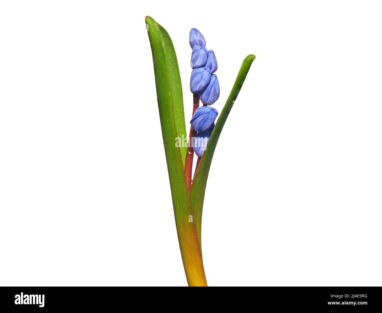 Blue flower of Alpine squill or two-leaf squill isolated on white ...