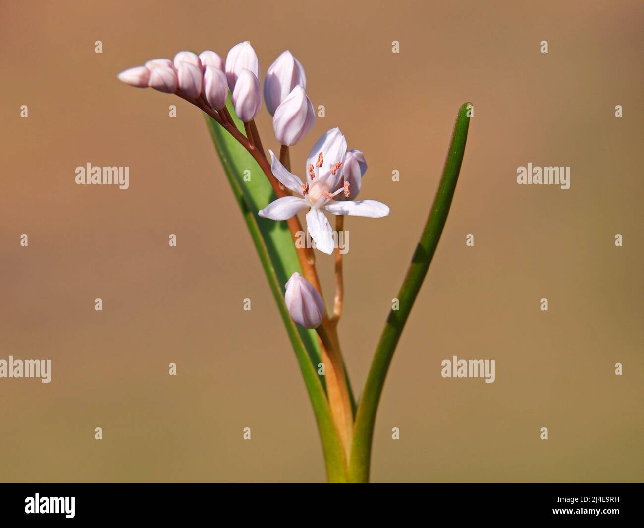 Pink flower of Rosy squill, Scilla bifolia rosea Stock Photo - Alamy