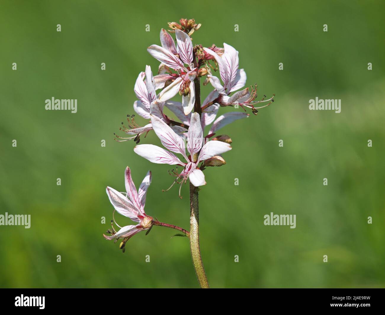 Flower of a burning bush or Dittany, Dictamnus albus Stock Photo - Alamy
