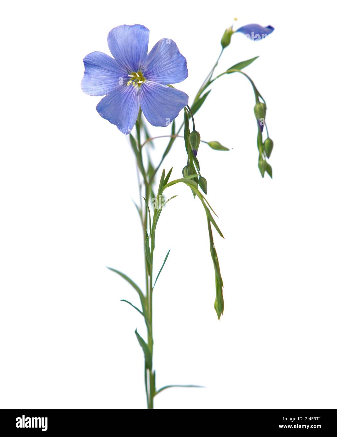 Blue flax flowers isolated on white background Stock Photo - Alamy