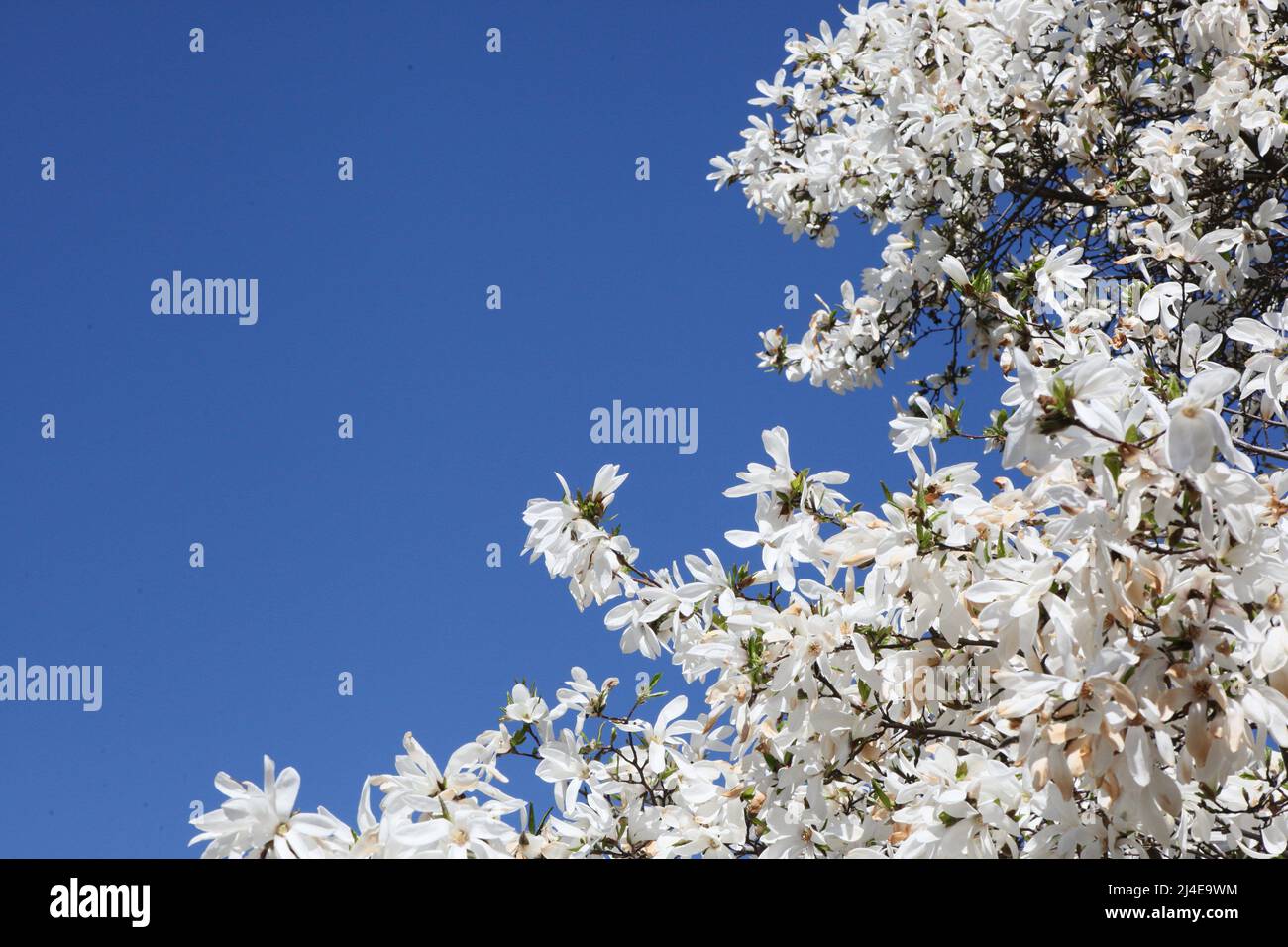 White magnolias hi-res stock photography and images - Alamy