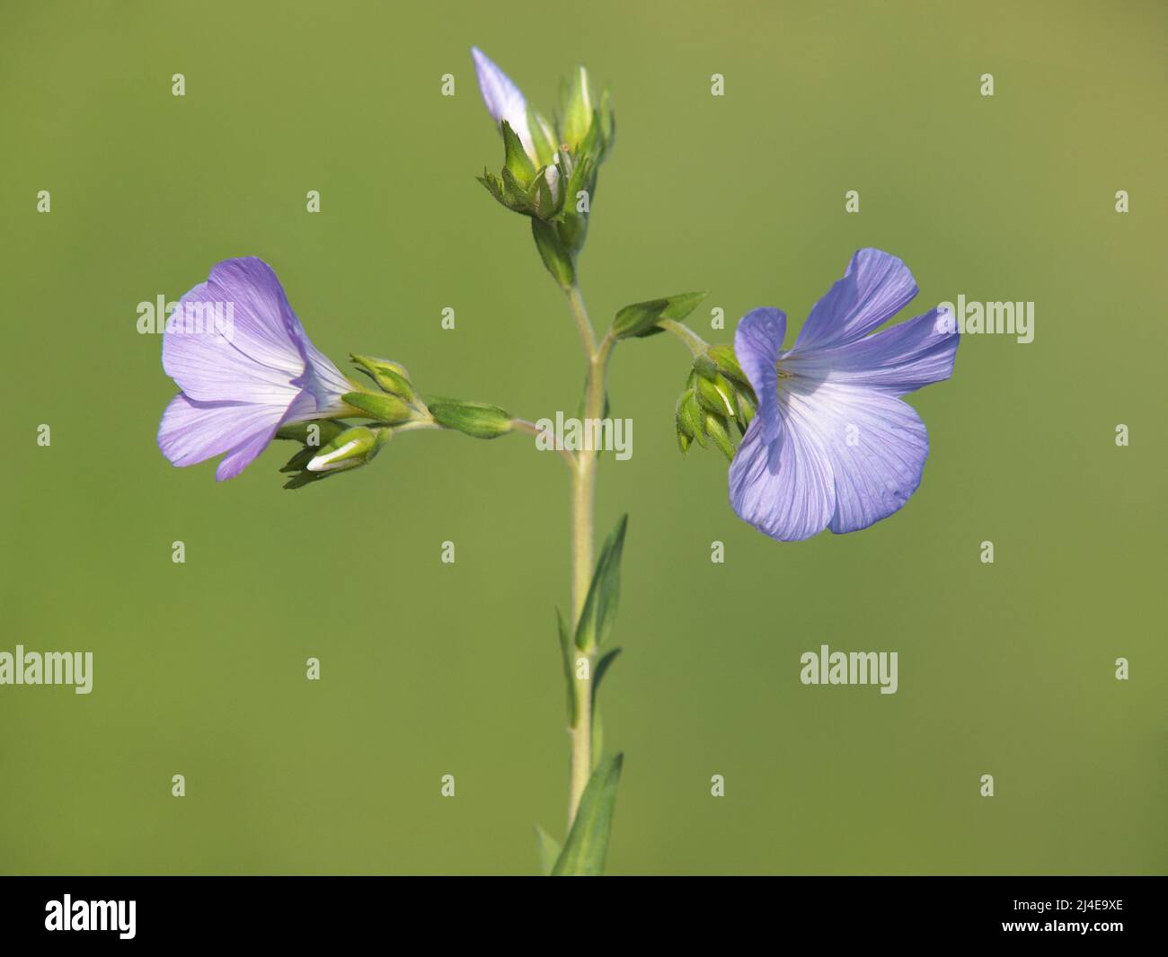 Purple flowers of wild downy flax, Linum hirsutum Stock Photo - Alamy