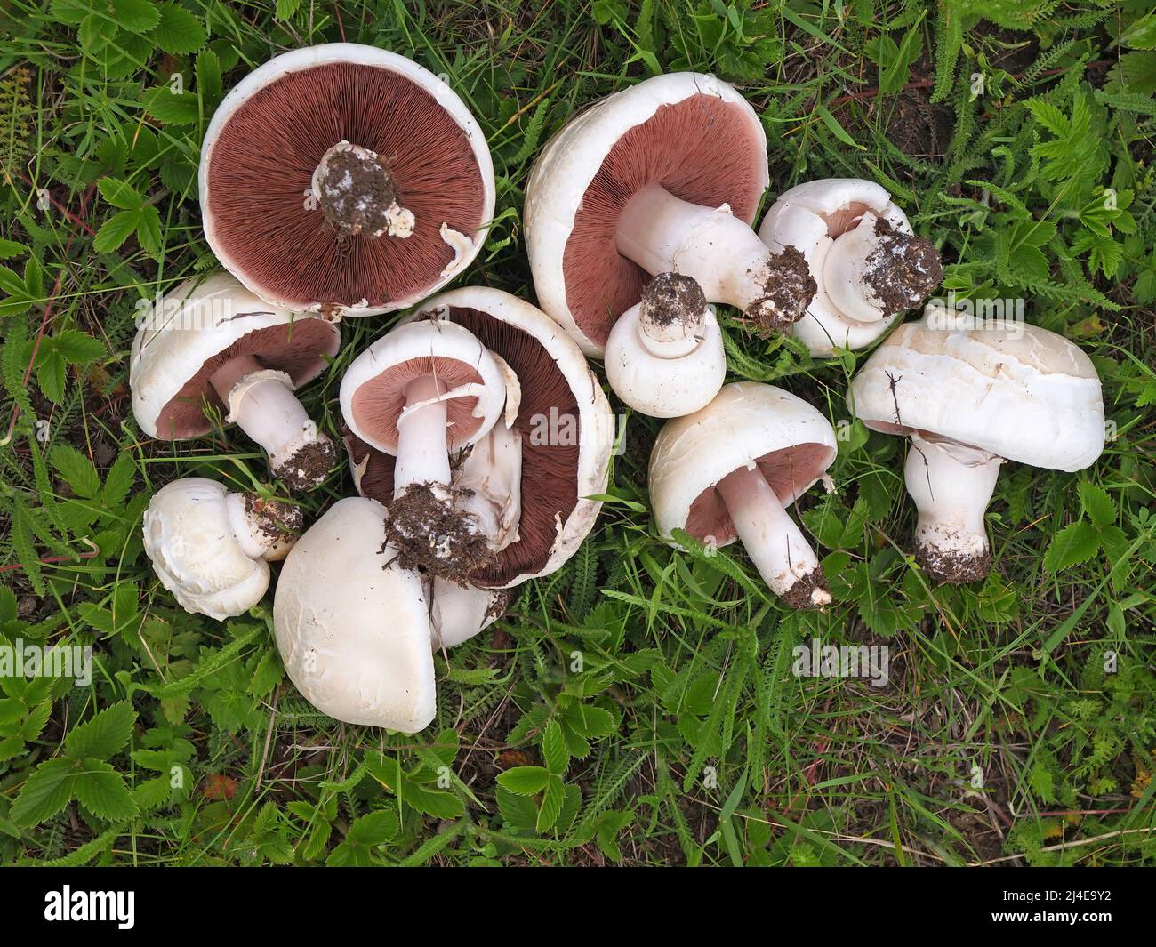 Fresh harvested field mushroom on the meadow. Agaricus campestris Stock ...