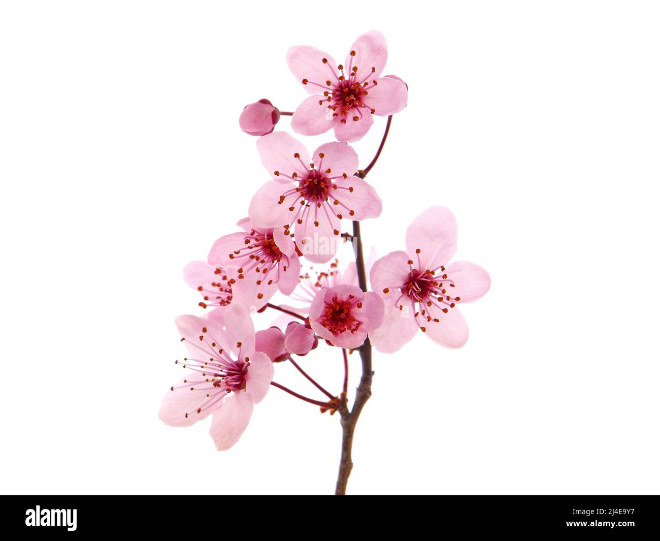 Pink cherry blossom branch in spring, isolated on white Stock Photo - Alamy