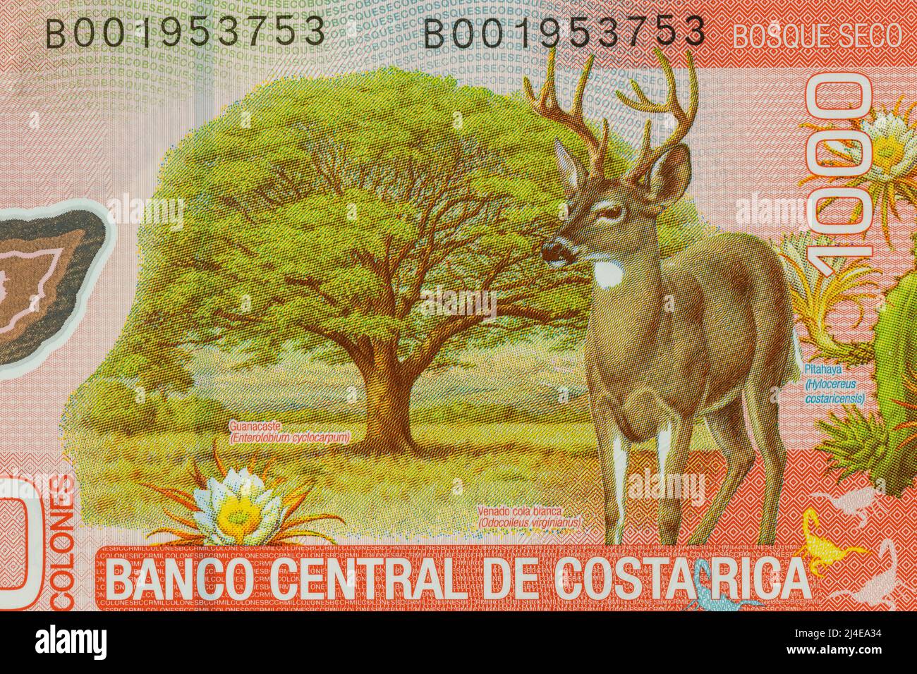Costa Rica, 1000 colon banknote, close-up, back of money with deer ...