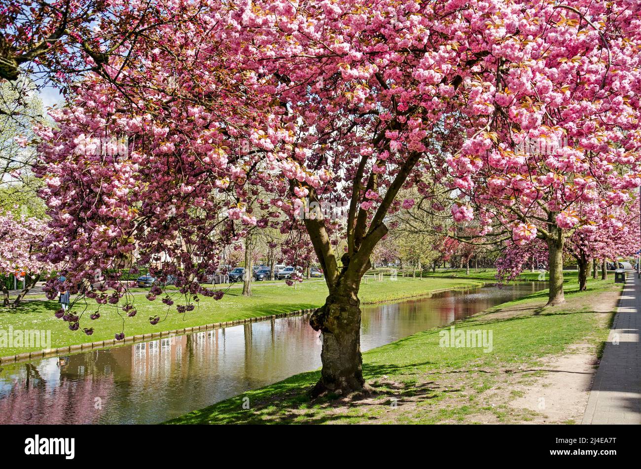 Rotterdam, The Netherlands, April 14, 2022: Japanese cherry tree with ...