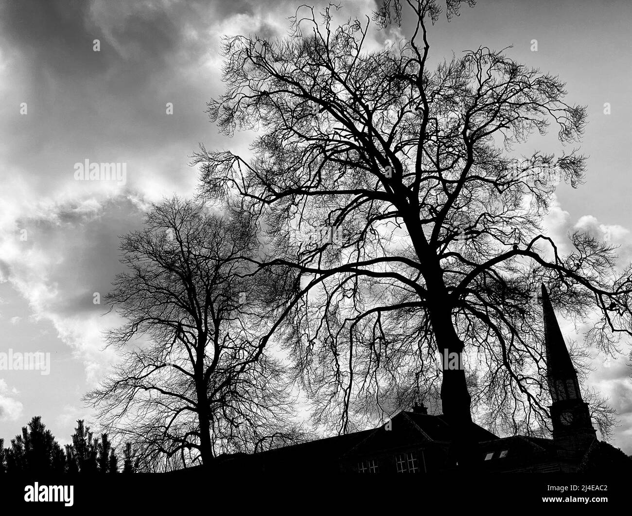 Trees in Forres Stock Photo - Alamy