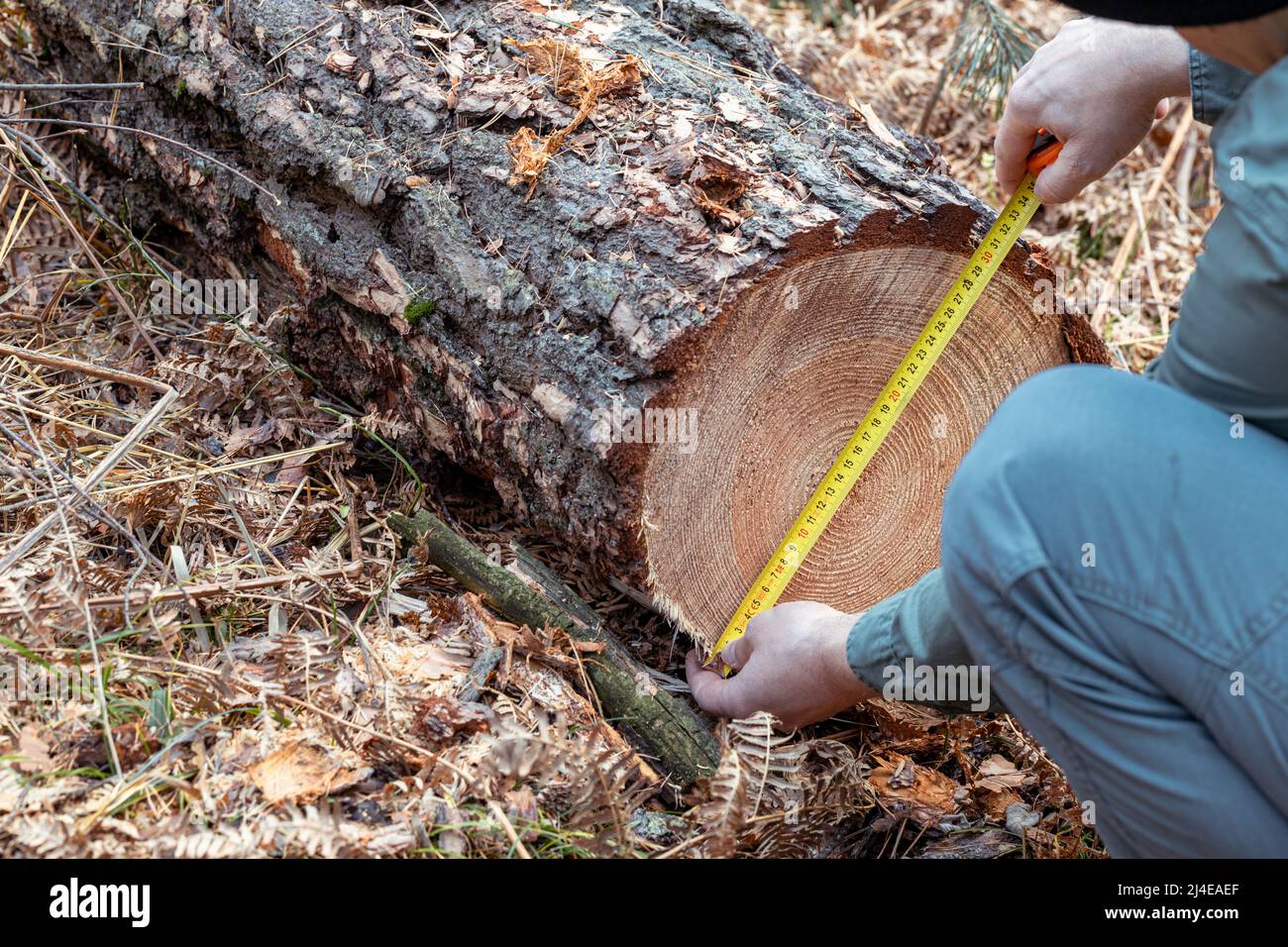 Measuring the felled tree. The concept of deforestation from an old and ...