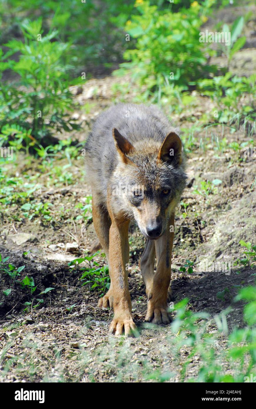 Iberian wolf, Iberischer Wolf, Lobo ibérico, Canis lupus signatus ...