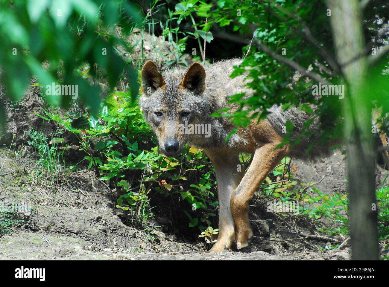 Lobo ibérico hi-res stock photography and images - Alamy