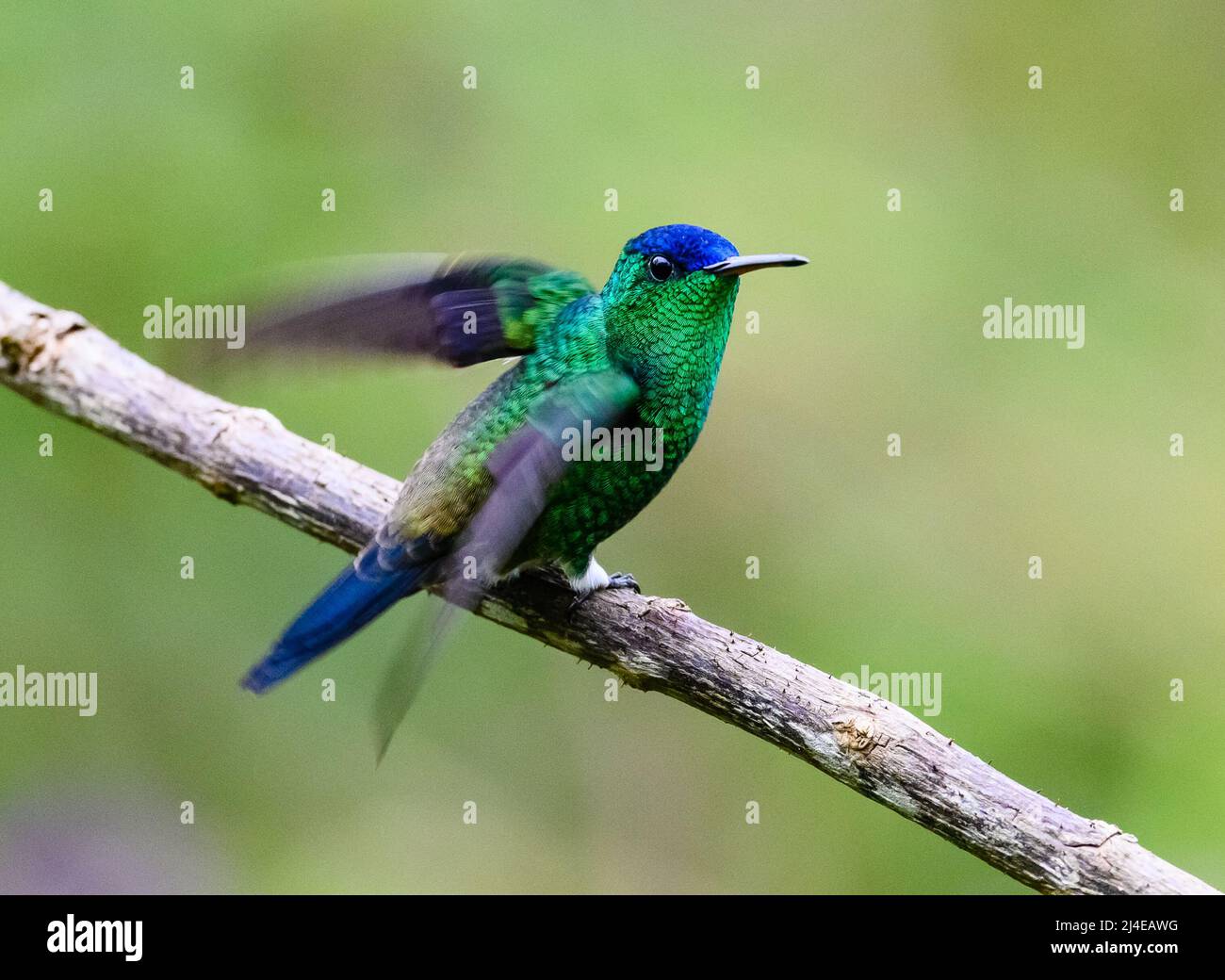 Colombian hummingbird hi-res stock photography and images - Alamy