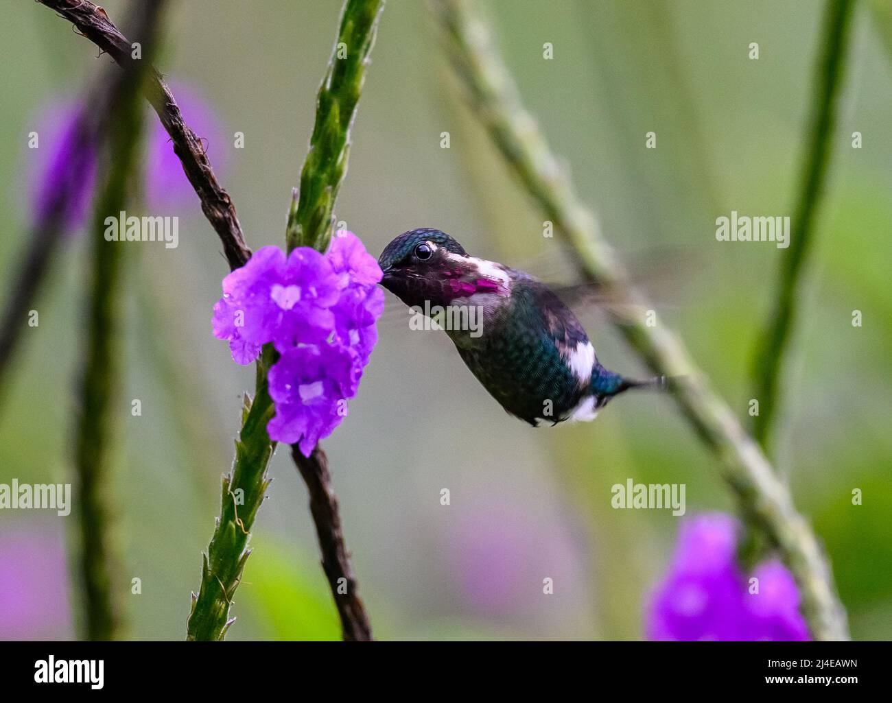 Gorgeted woodstar hi-res stock photography and images - Alamy