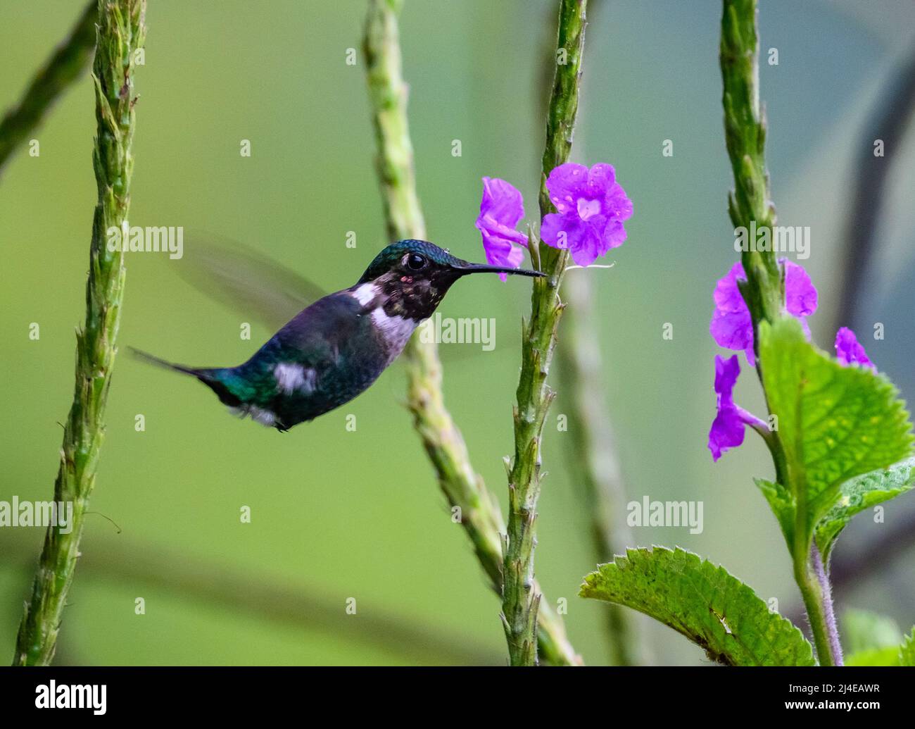 A male Gorgeted Woodstar hummingbird (Chaetocercus heliodor) feeding on ...