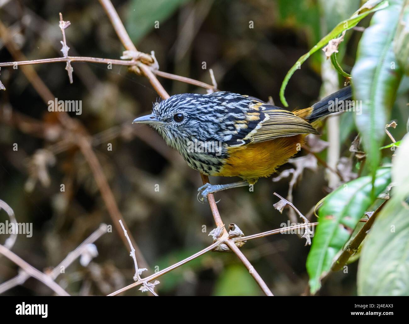 A beautiful but secretive East Andean Antbird (Drymophila caudata ...