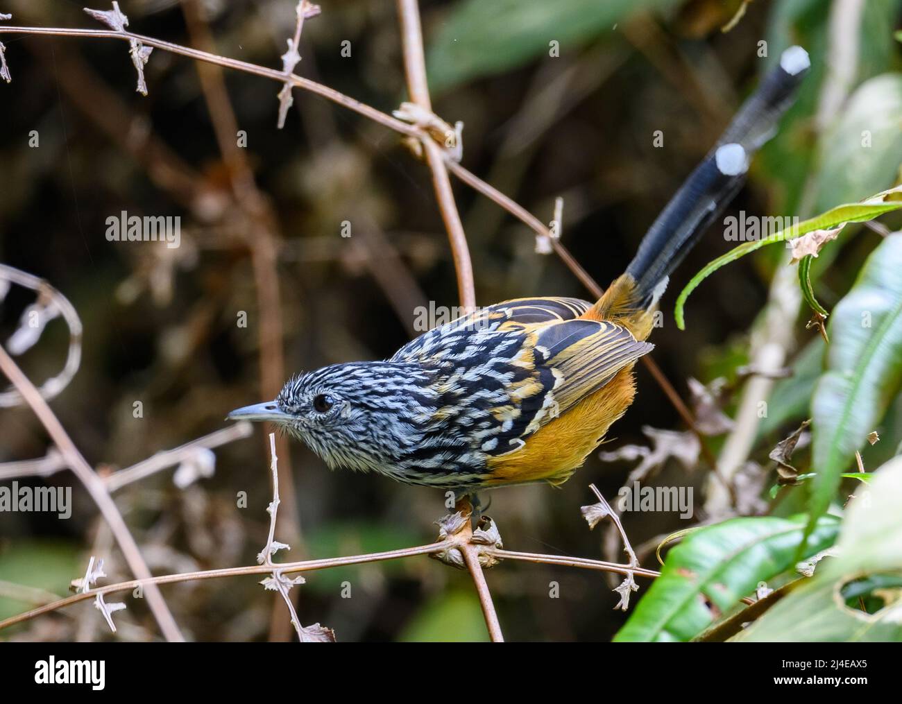 Secretive bird hi-res stock photography and images - Alamy