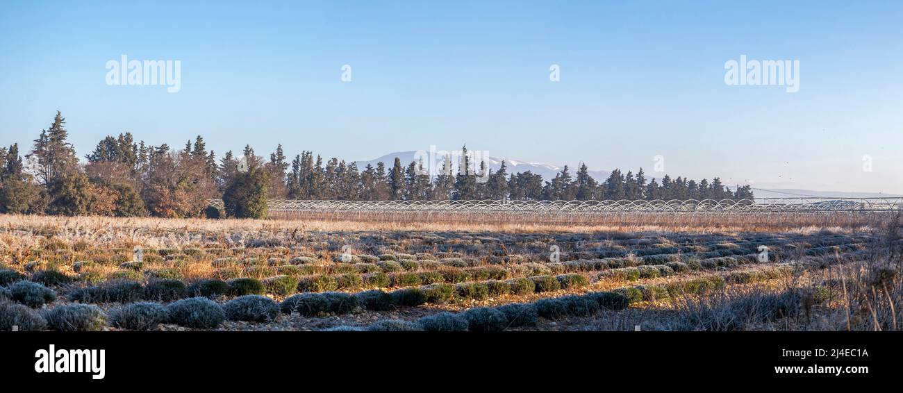 Rural landscape with Mont Ventoux mountain in morning sunrise light in ...