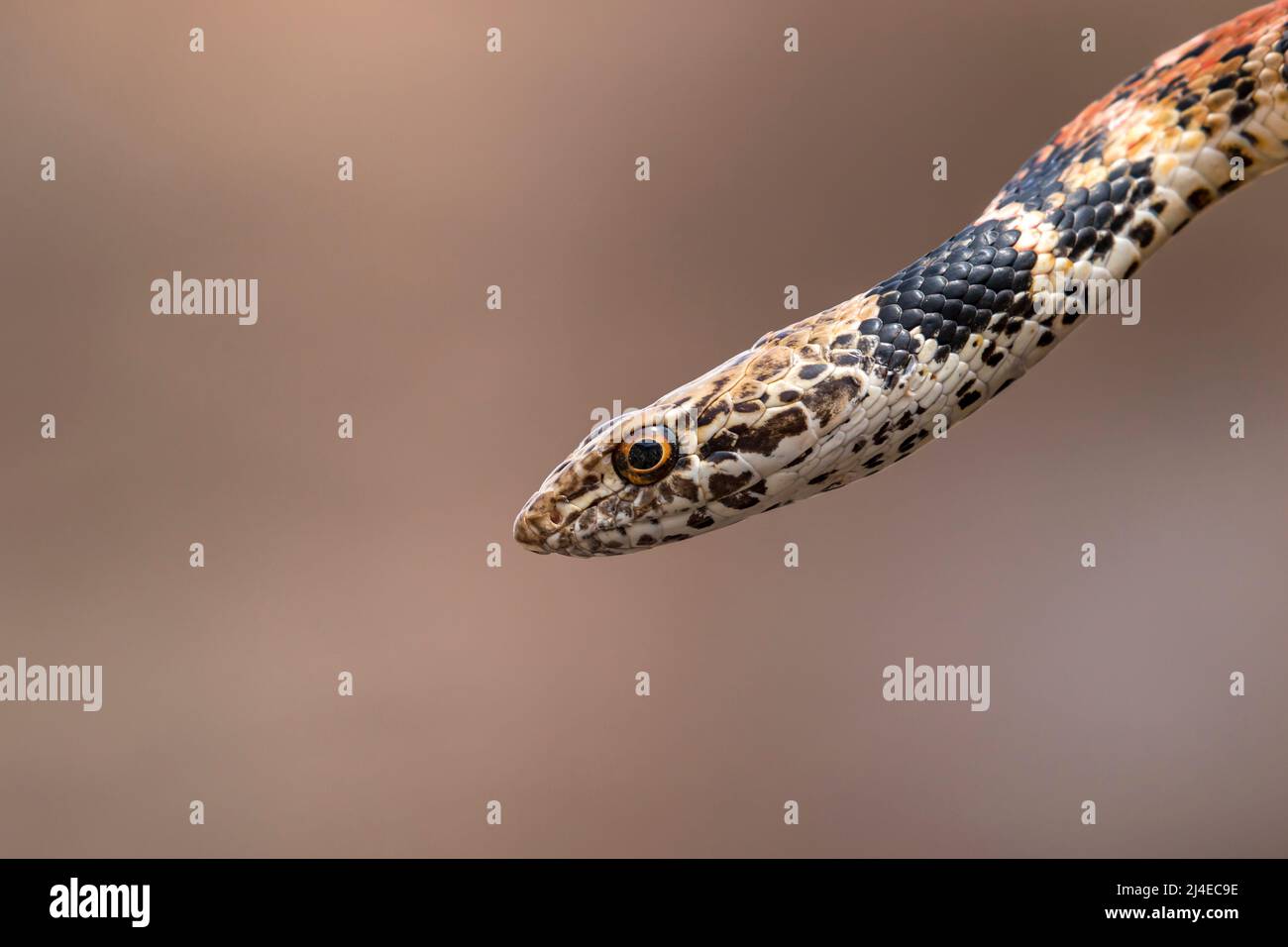 Western coachwhip snake hi-res stock photography and images - Alamy