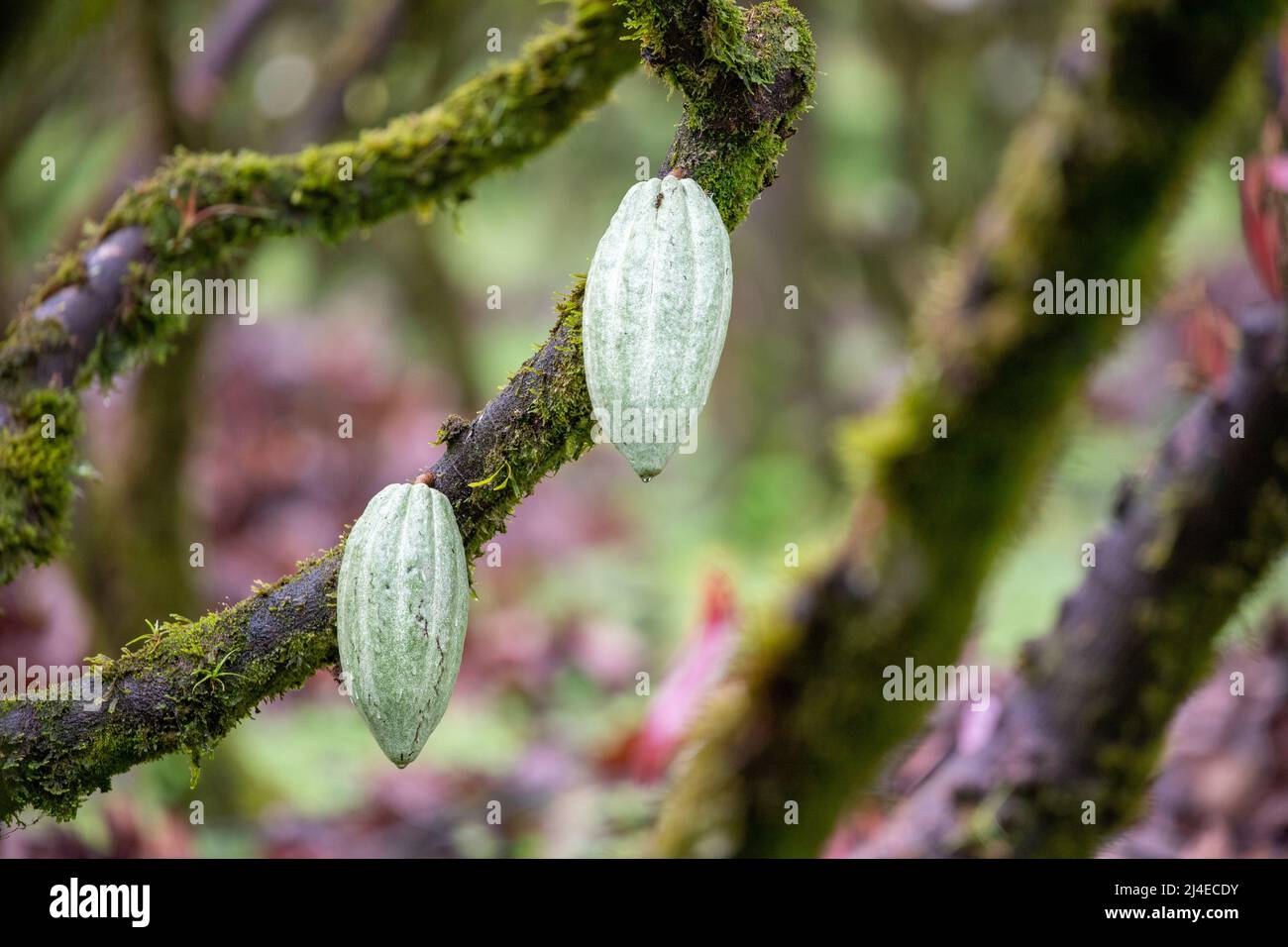 Red cocoa fruit (Theobroma cacao) growing in an organic plantation ...