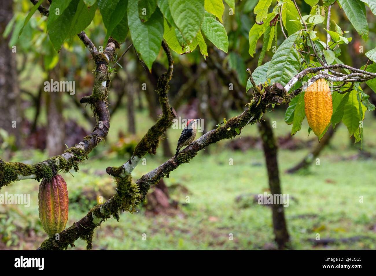 Red cocoa fruit (Theobroma cacao) growing in an organic plantation ...