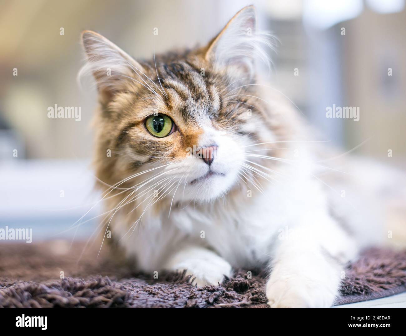 A fluffy one-eyed tabby cat lying down in a relaxed position Stock ...