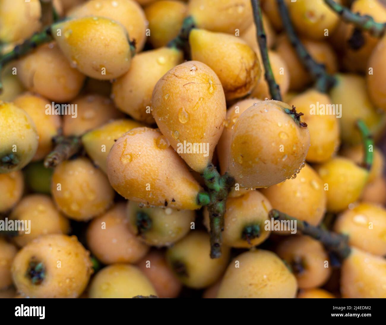 Fruit of loquat hi-res stock photography and images - Alamy