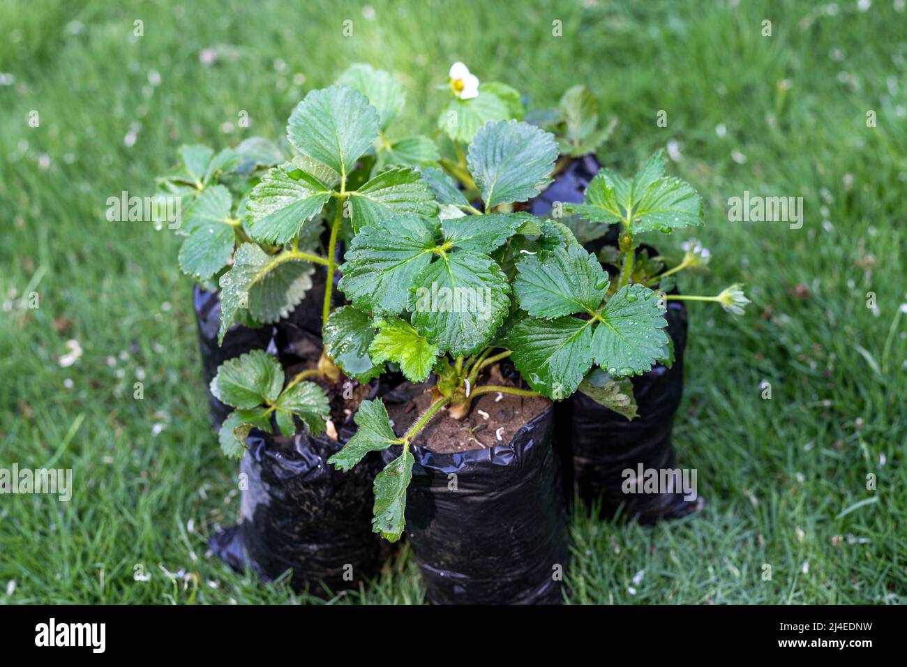 Growing strawberry seedlings hi-res stock photography and images - Alamy