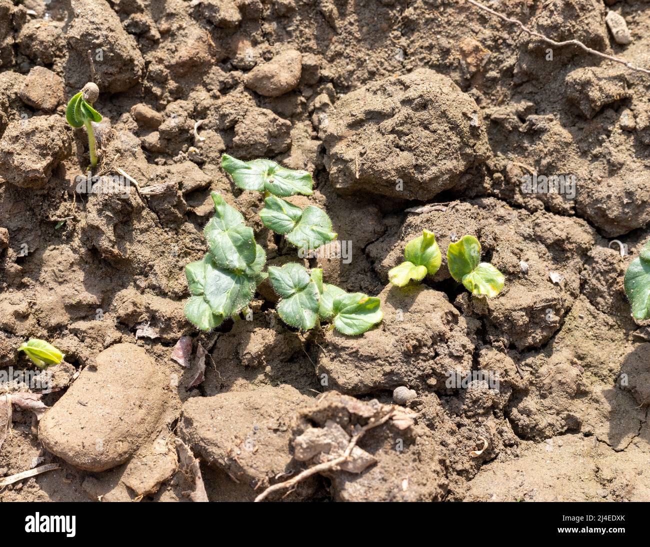 Okra seeds hi-res stock photography and images - Alamy