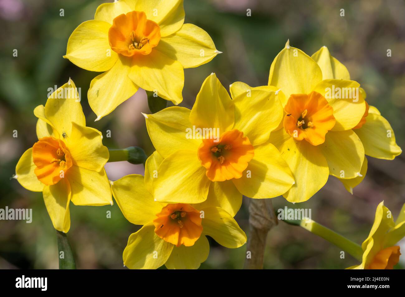 Close up of daffodil (narcissus) flowers in bloom Stock Photo - Alamy