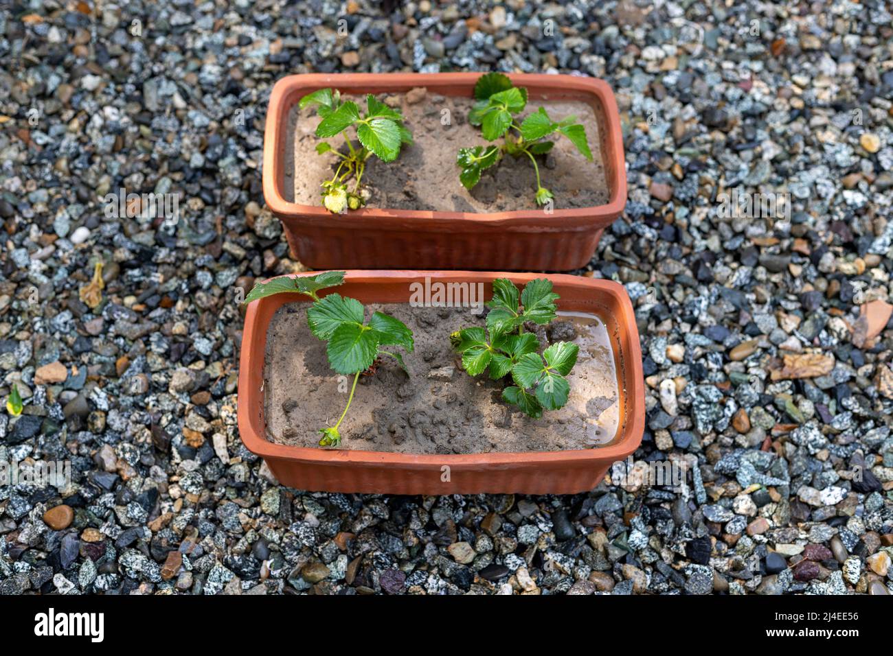 Strawberry plants seedlings gardening hi-res stock photography and ...