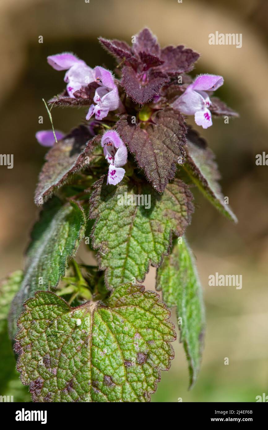 Close up of purple dead nettle (lamium purpureum) flowers in bloom ...