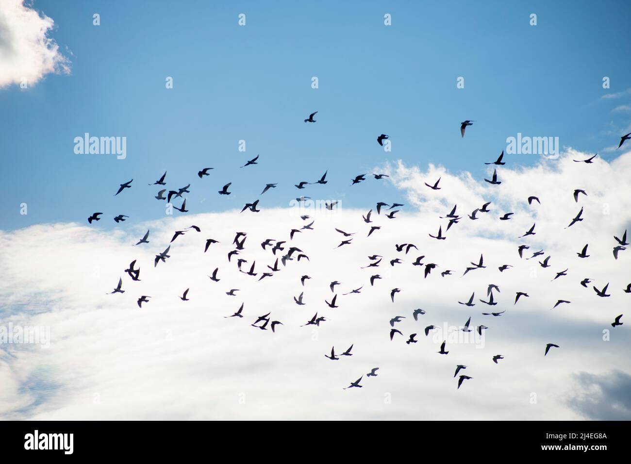 Flying animals in the wild hi-res stock photography and images - Alamy