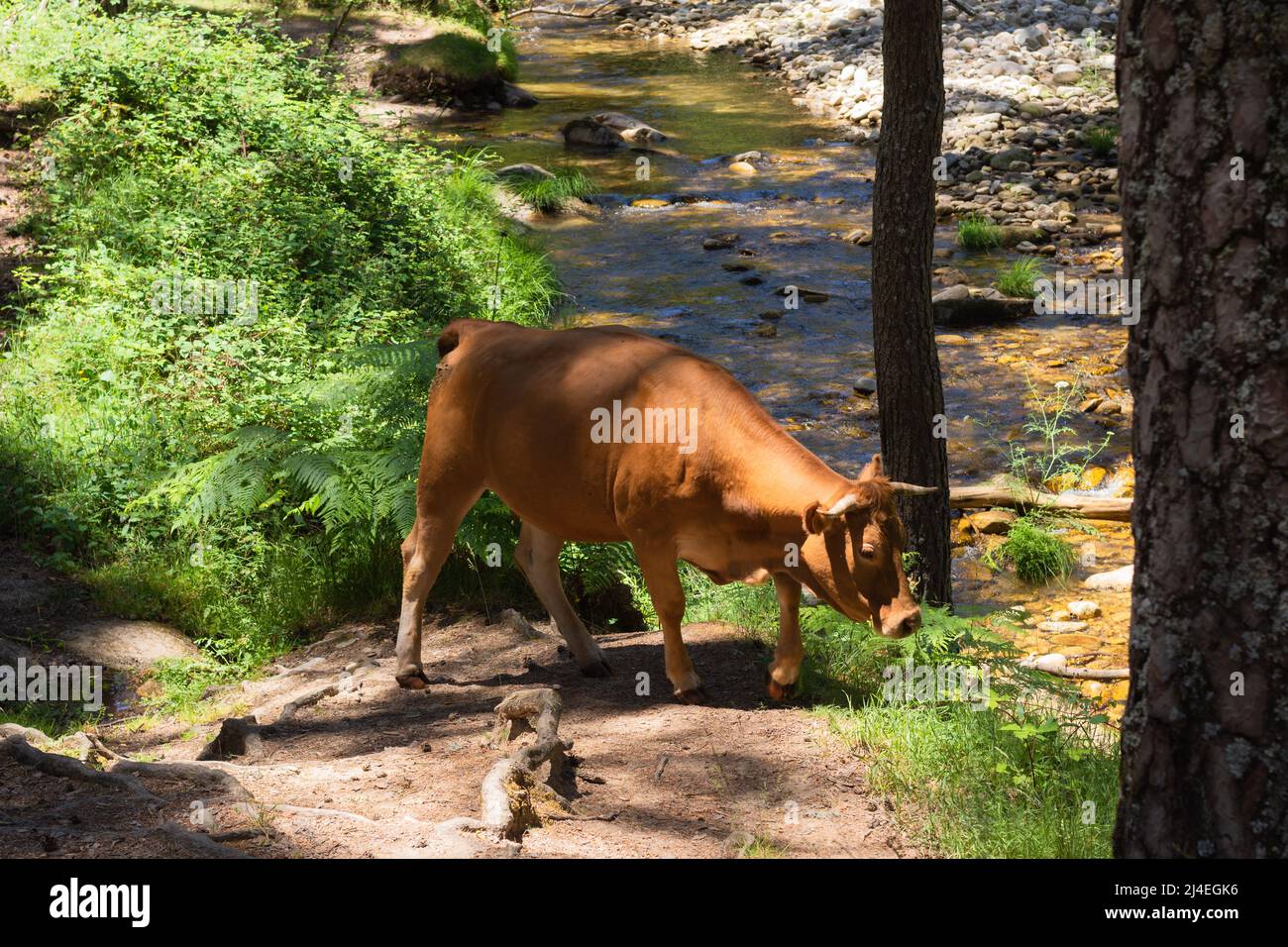 Brown cow, grazing in the middle of a high mountain pine forest and ...
