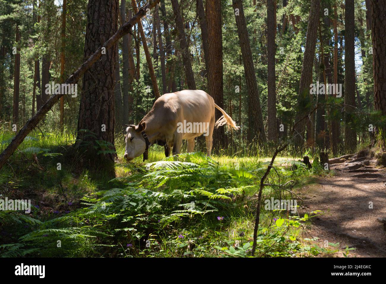 Seen from the side cream colored hi-res stock photography and images ...