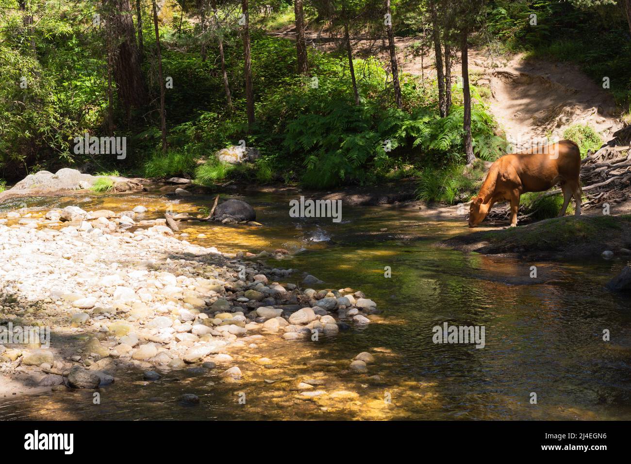 Brown cow, drinking on the bank of a high mountain river, with a path ...