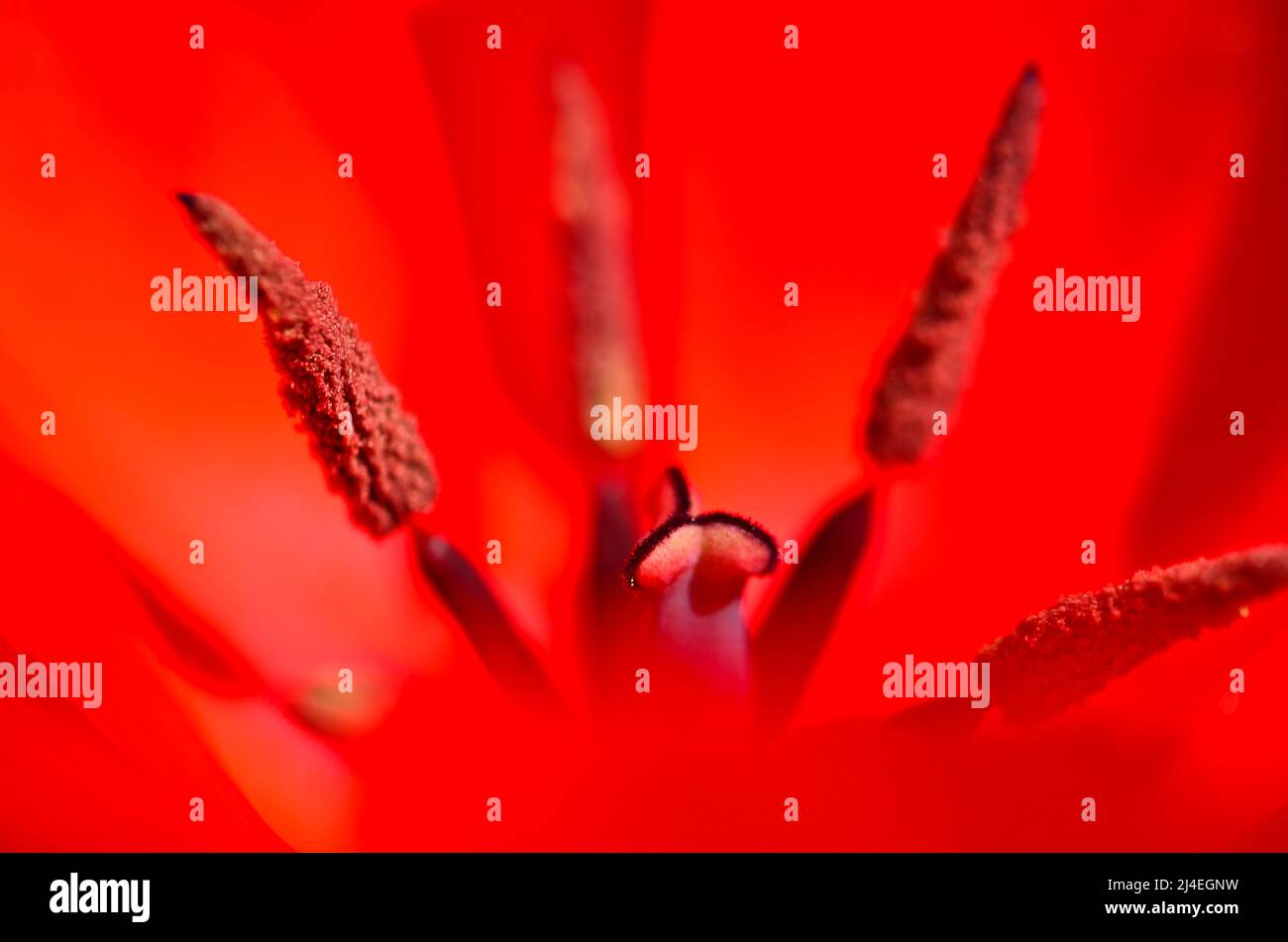 Macro of a red tulip with pollen and filaments Stock Photo - Alamy