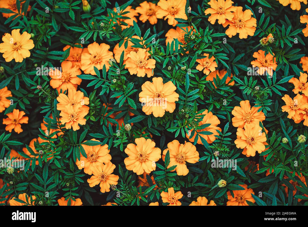 French marigolds flowering in the garden, natural floral background ...